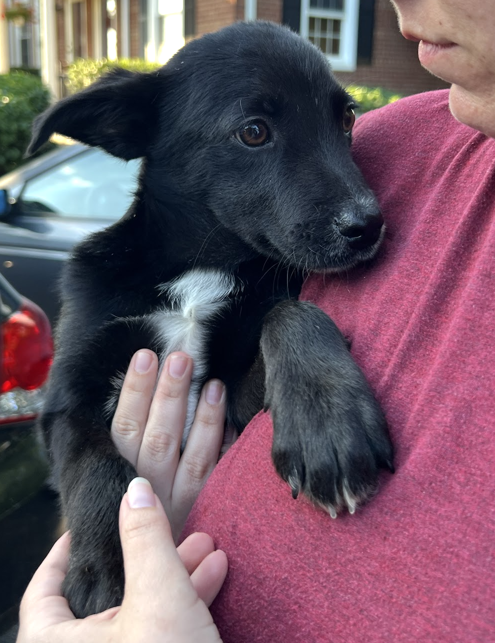 Dog for Adoption - ASH, a Labrador Retriever in Fairfax County, VA ...