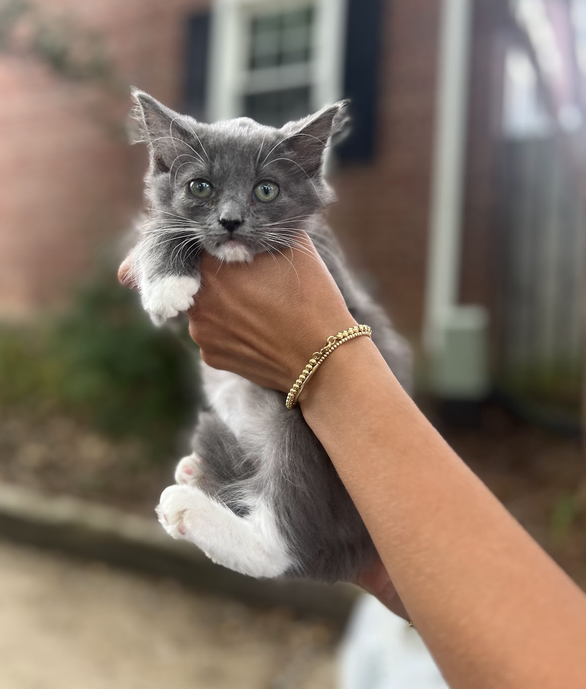 Cats for Adoption in Bel Air South, Maryland | Alpha Paw