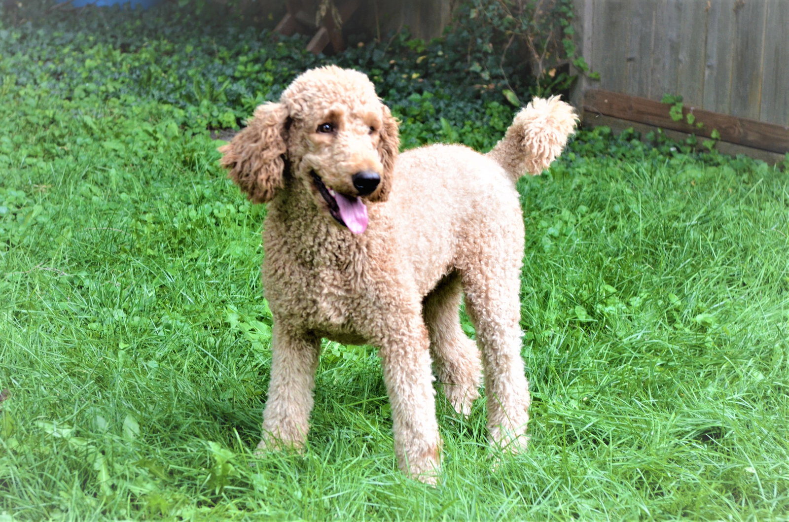 Dog for Adoption - Josephine, a Poodle (Standard) in Lake County, IL ...