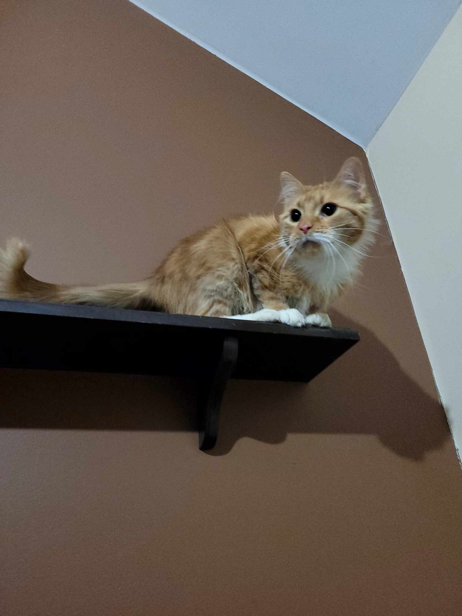 Cats for Adoption in Naperville, Illinois | Alpha Paw
