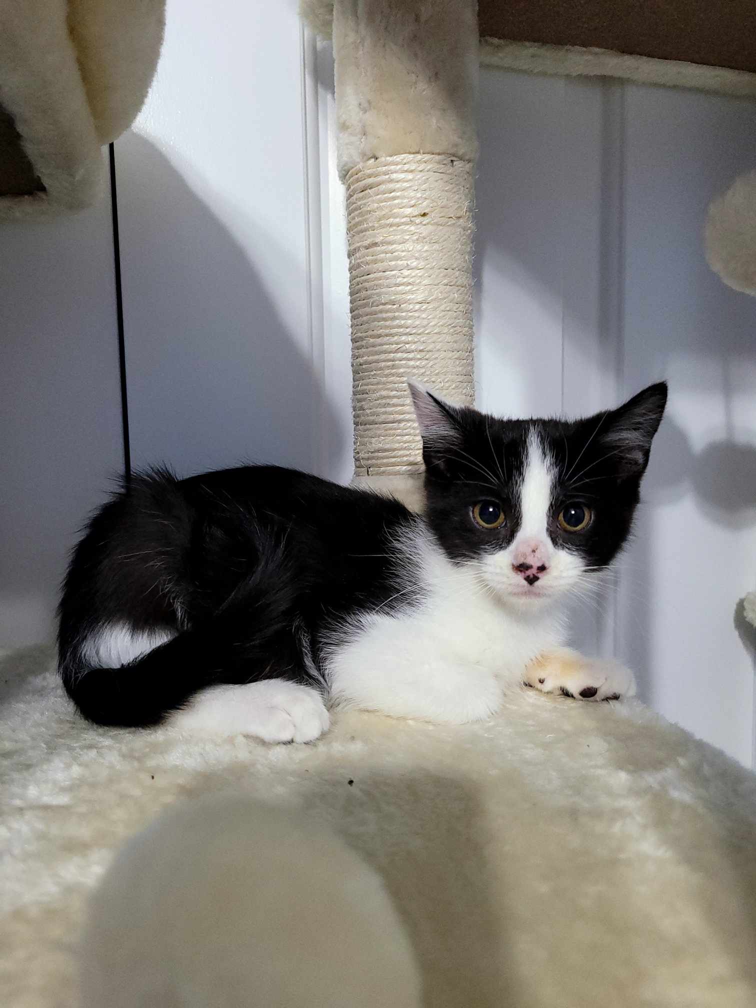 Cats for Adoption in Kenosha, Wisconsin | Alpha Paw