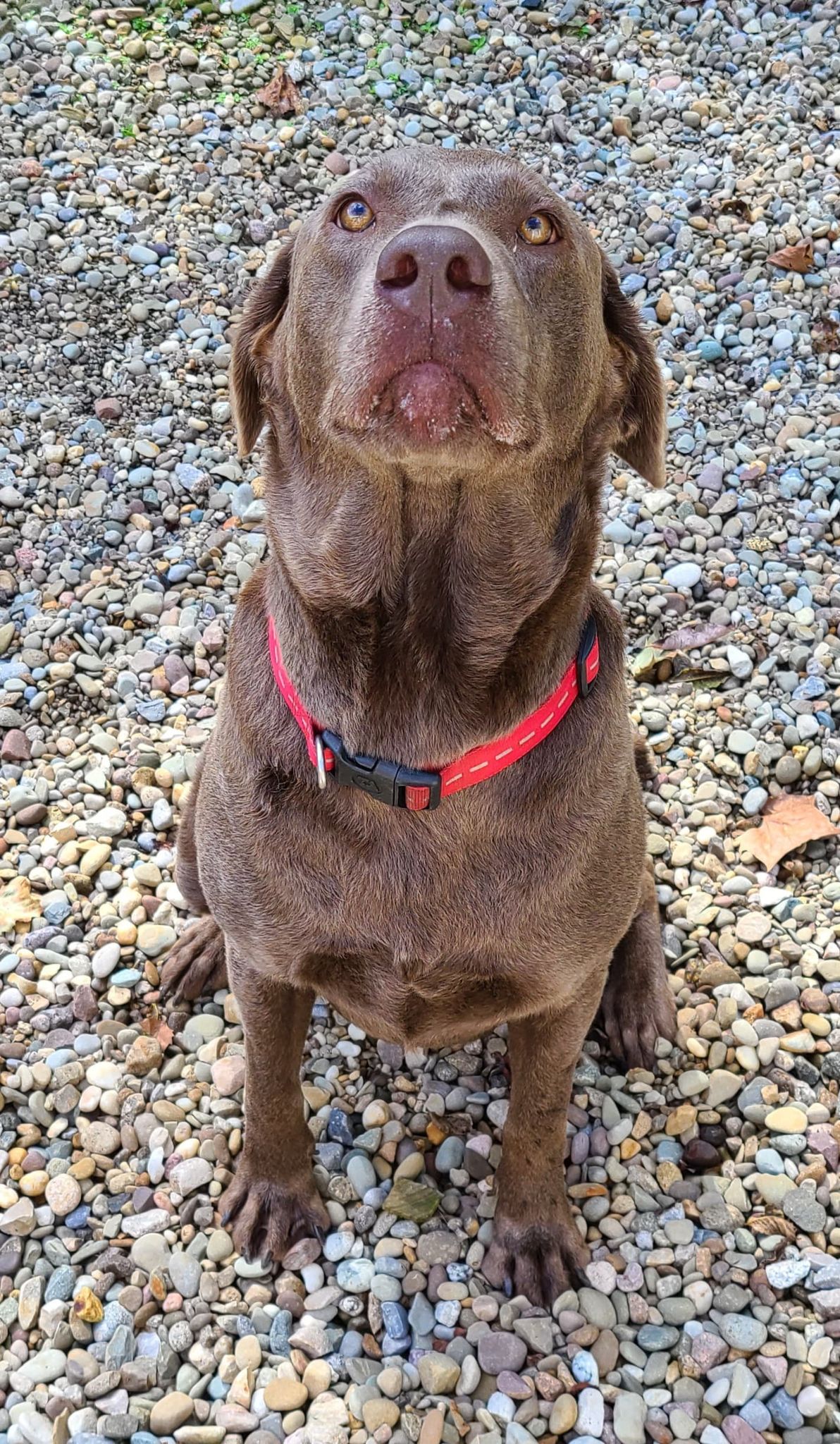 Dog for Adoption - Abbie, a Labrador Retriever in Vienna, WV | Alpha Paw