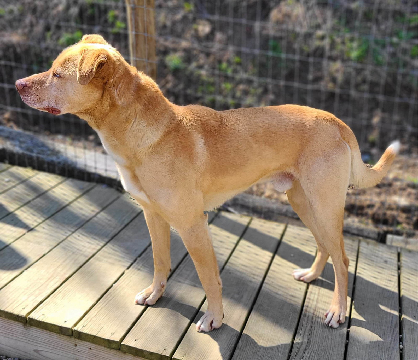 Dog for Adoption - Spanky, a Labrador Retriever in Wheeling, WV | Alpha Paw