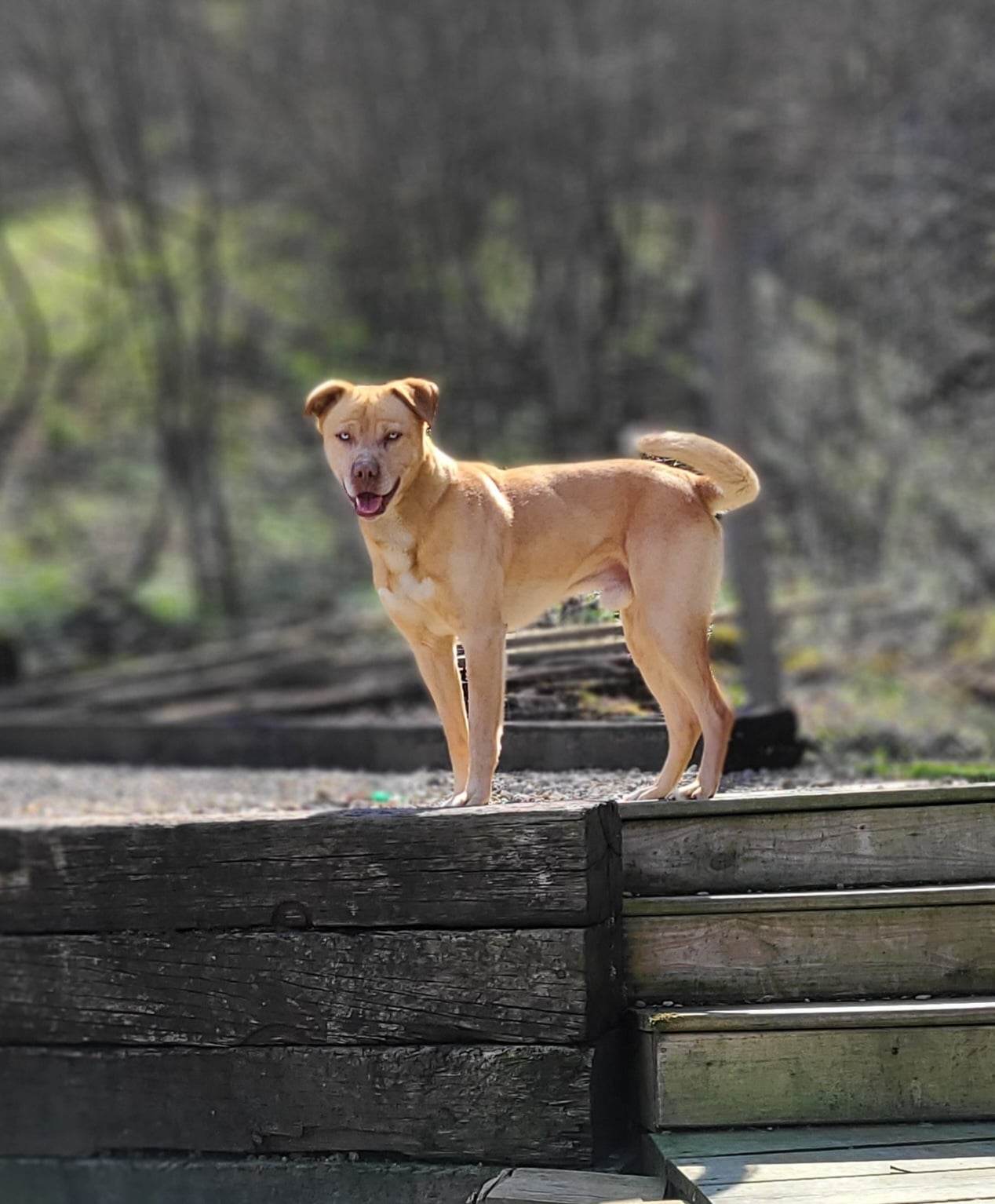 Dog for Adoption - Spanky, a Labrador Retriever in Wheeling, WV | Alpha Paw