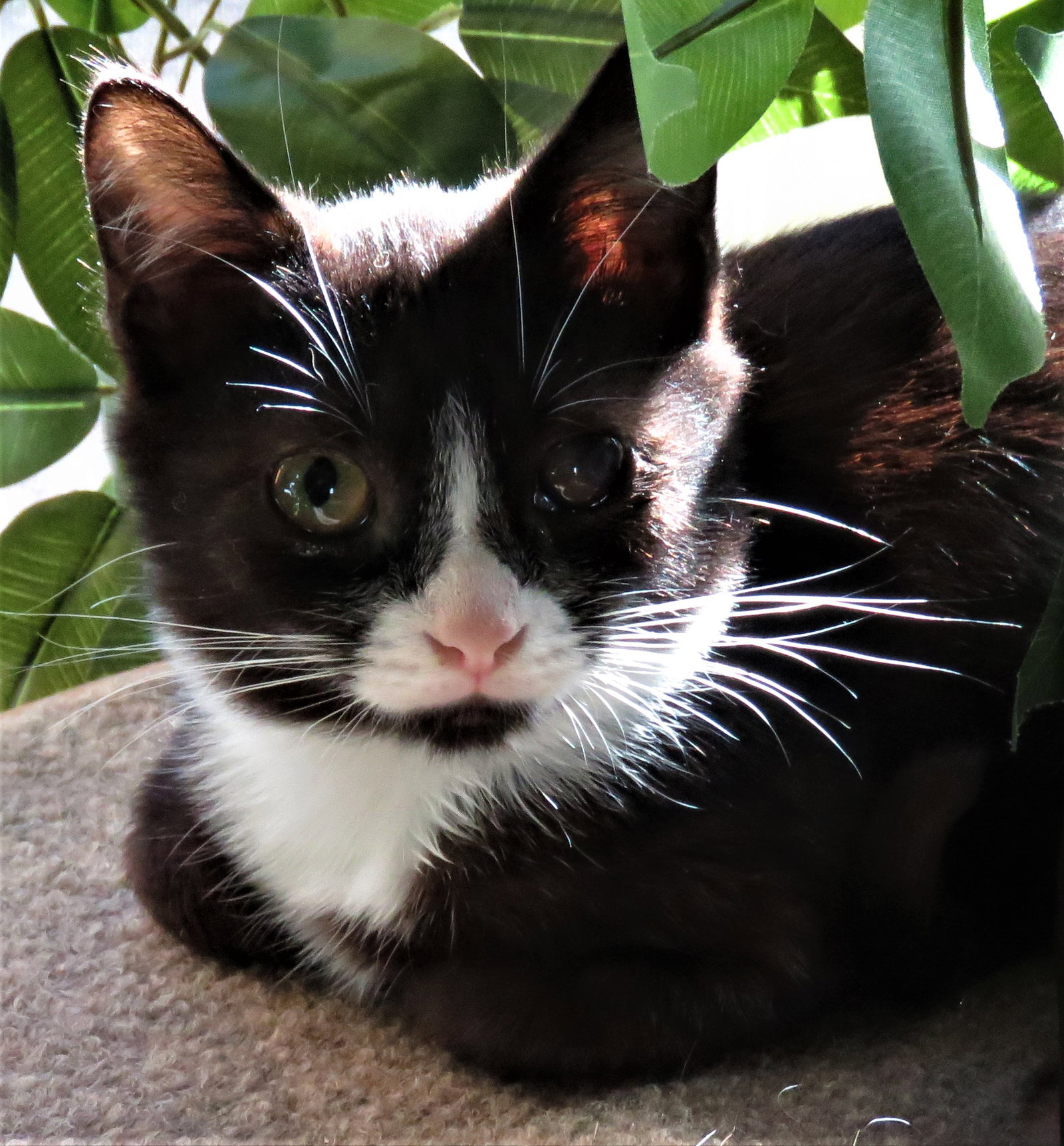 Tux's Web Page