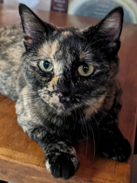 Cat adoption in Newport News, VA 23601: Tortoiseshell Cat "Reba"