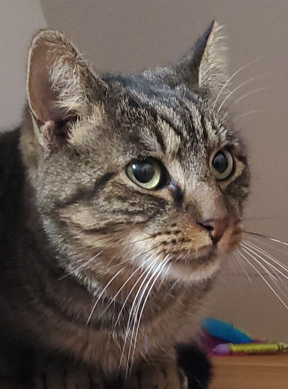 Cats for Adoption in Heathsville, Virginia | Alpha Paw