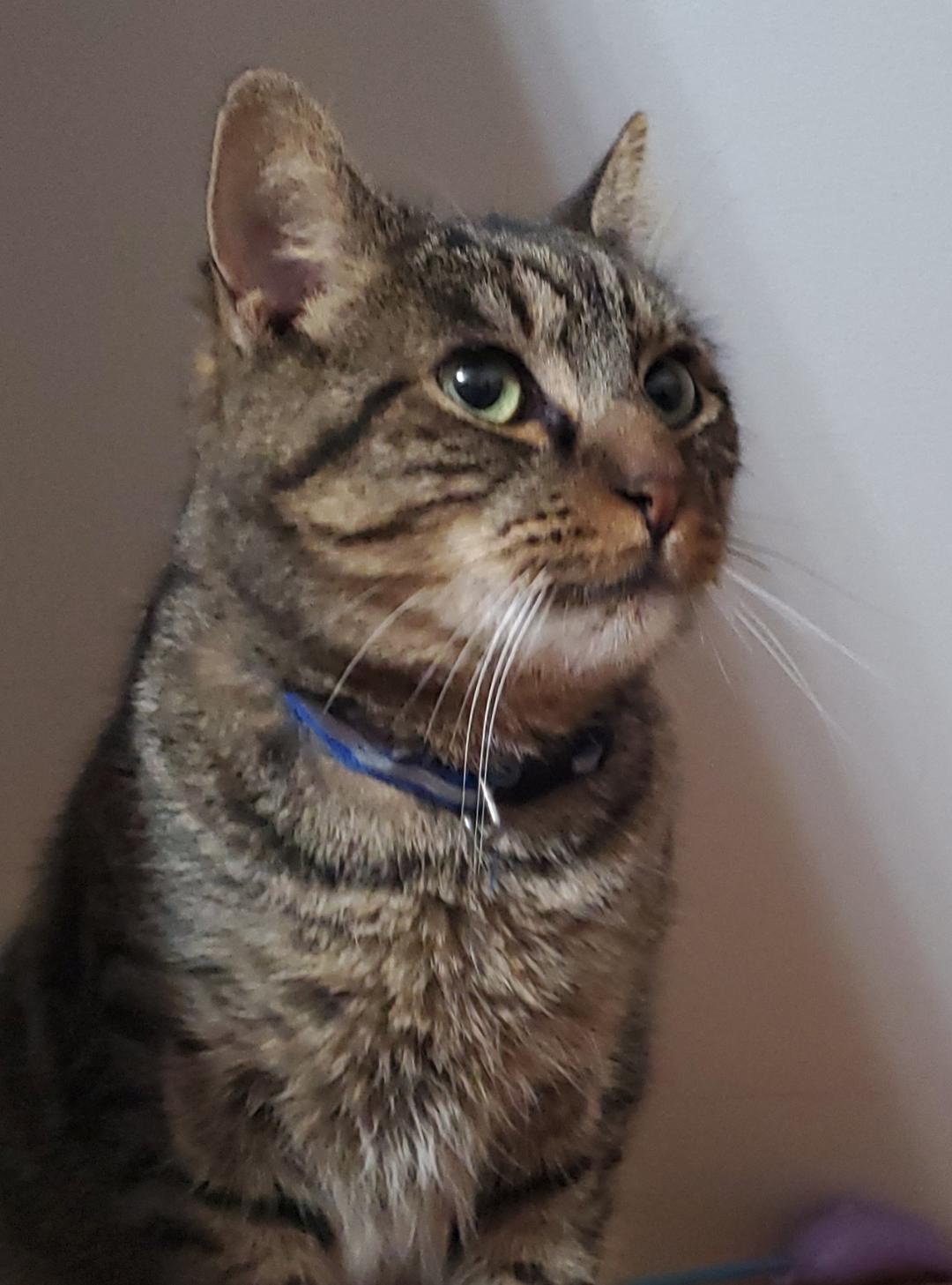 Cats for Adoption in Heathsville, Virginia | Alpha Paw