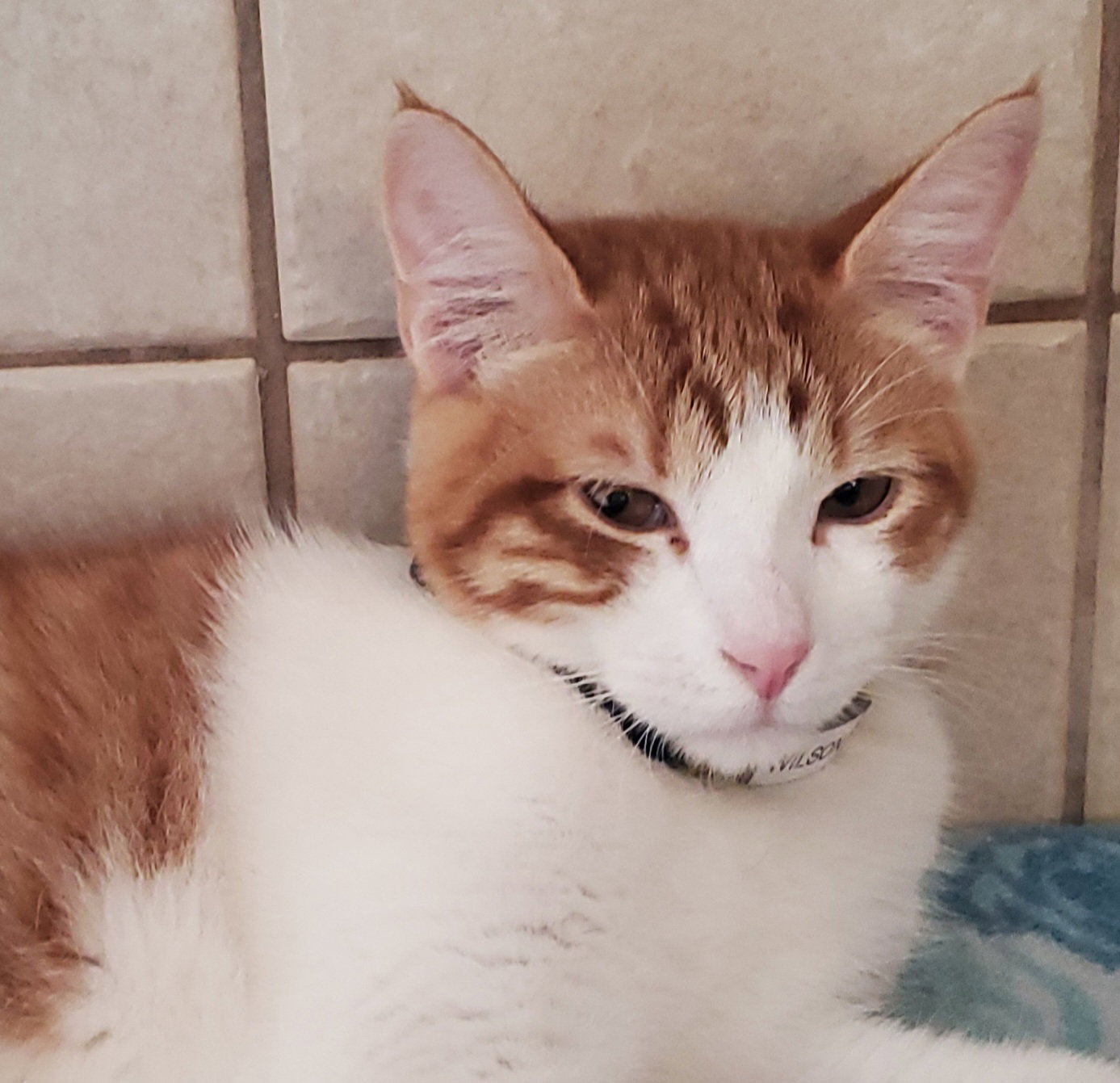 Cat adoption in Newport News, VA 23601: Tabby Cat "Wilson"