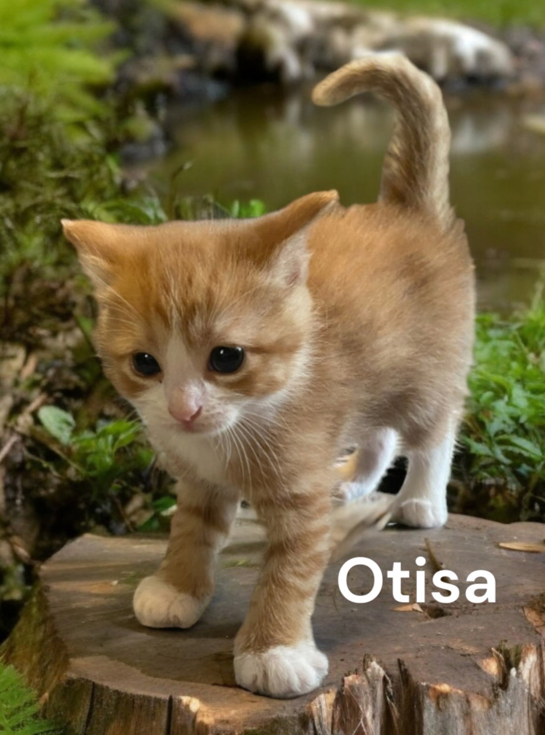 Cat adoption in Newport News, VA 23601: Tabby Cat "Otisa"