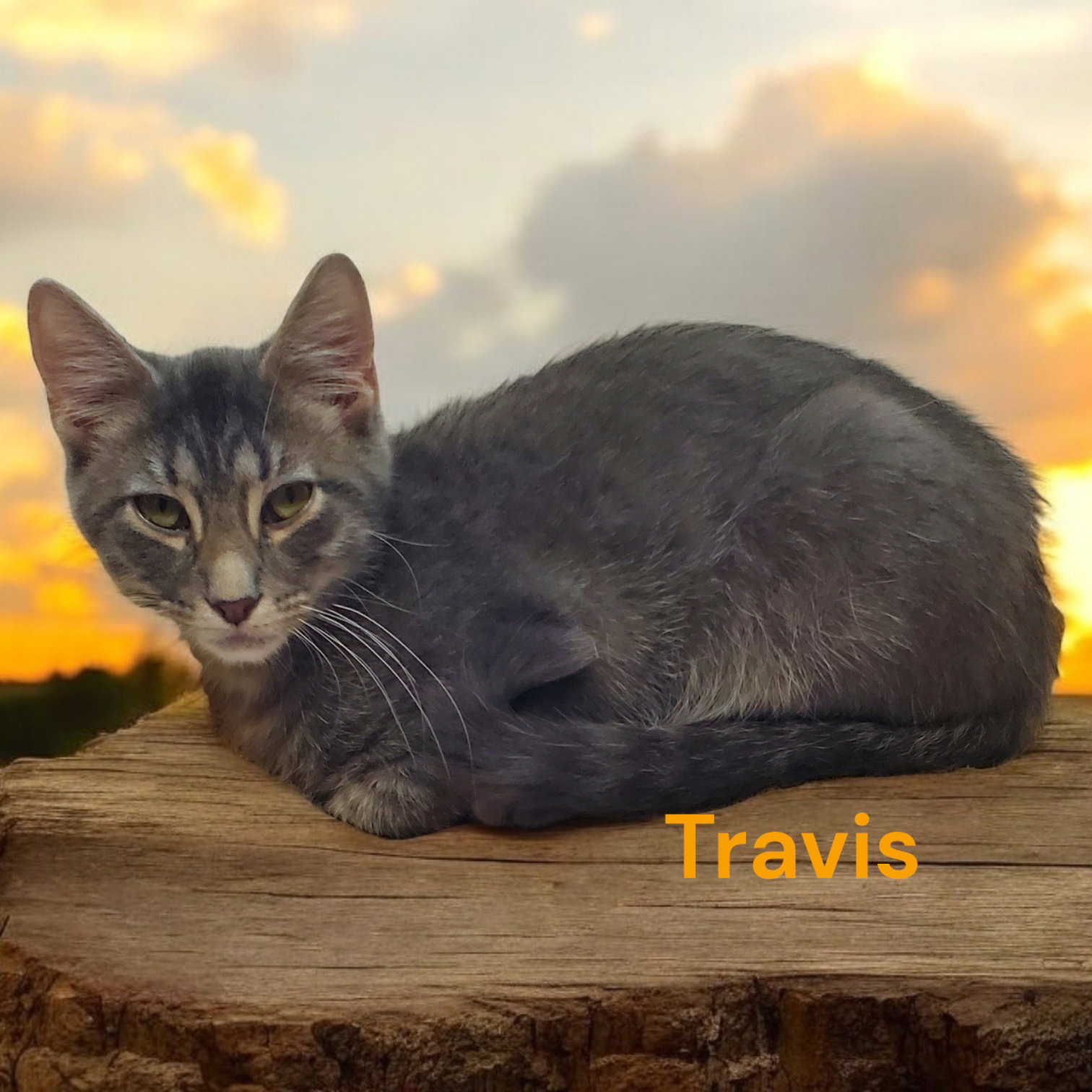 Cat adoption in Weems, VA 22576: Tabby Cat "Travis"