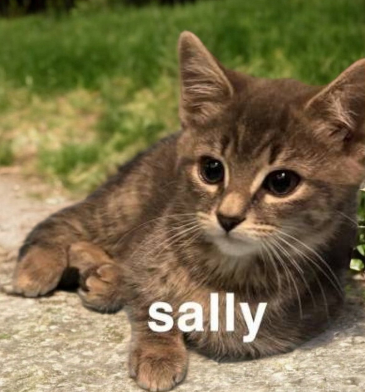 Sally's Web Page
