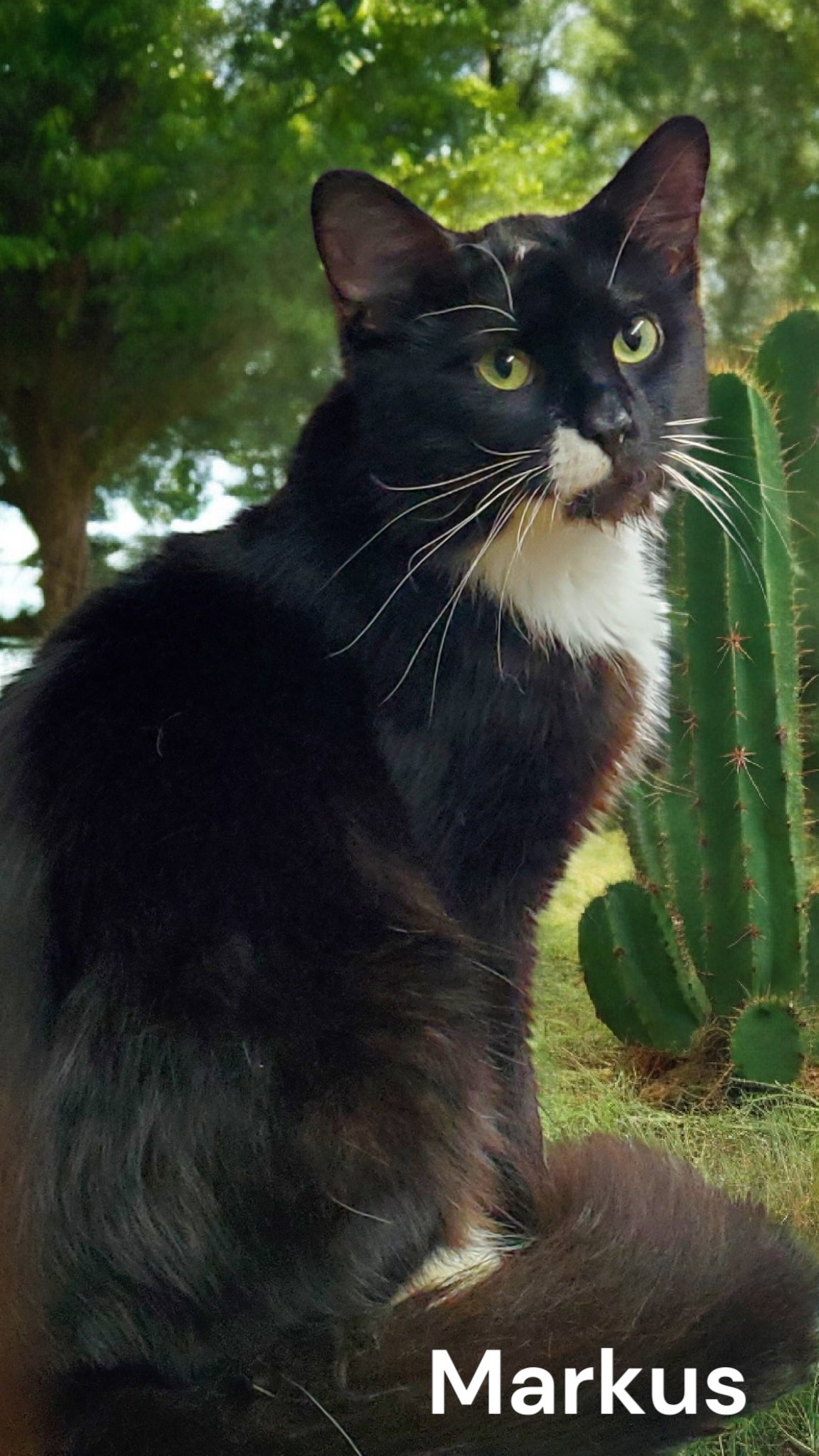 Cats for Adoption in Gloucester Courthouse, Virginia | Alpha Paw