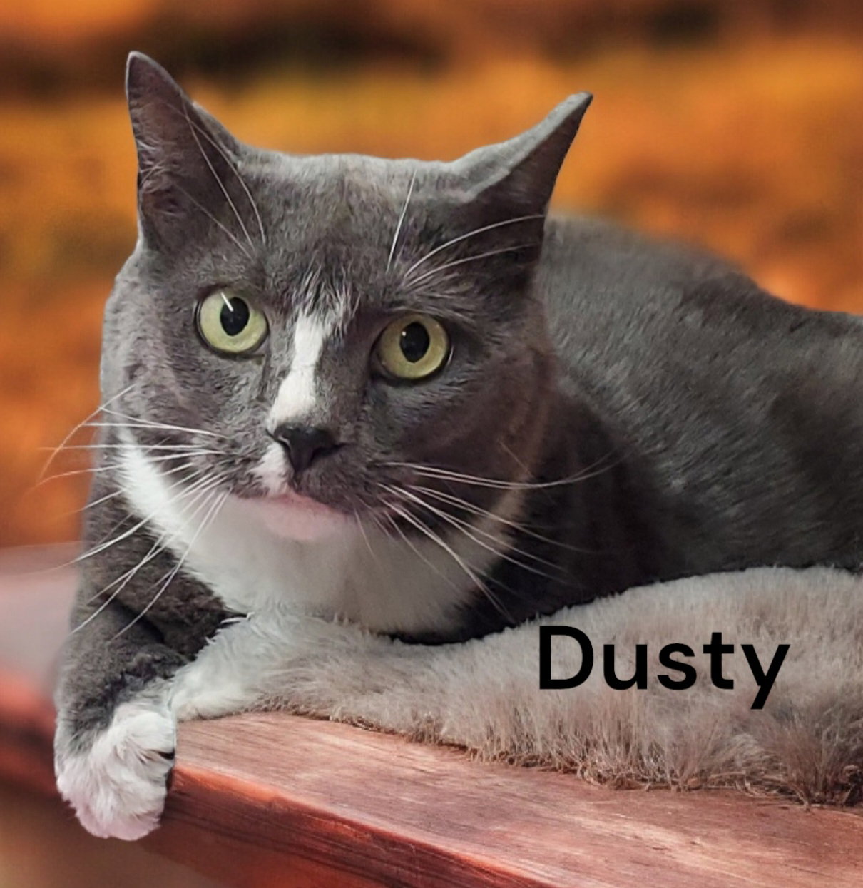 Cat adoption in Newport News, VA 23601: Tuxedo Cat "Dusty"