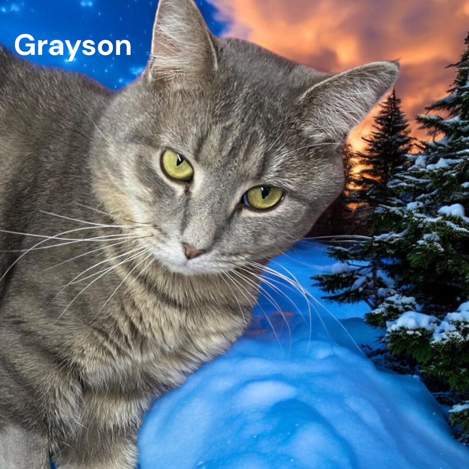 Grayson's Web Page