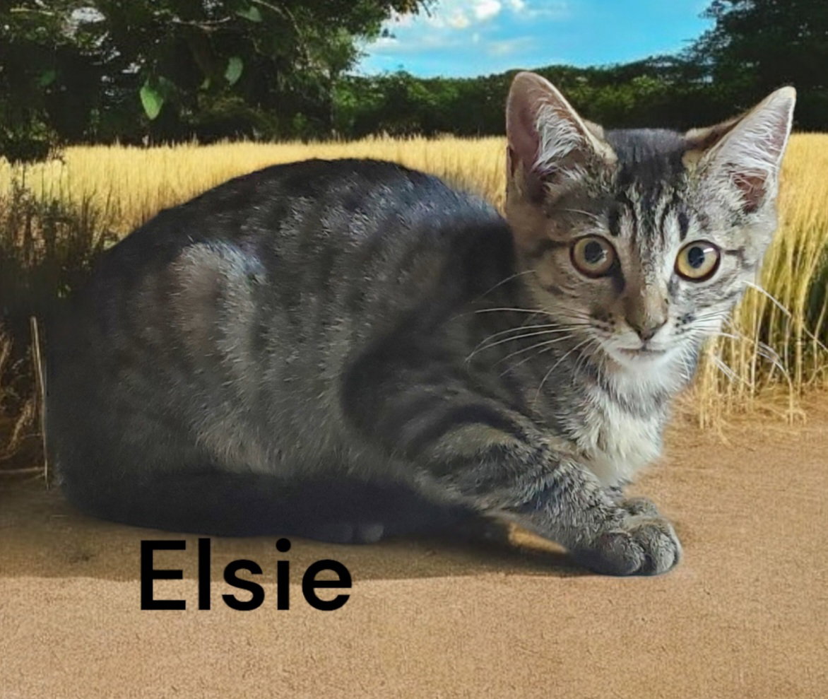 Elsie's Web Page