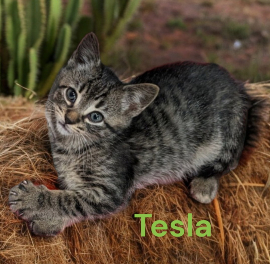 Tesla's Web Page