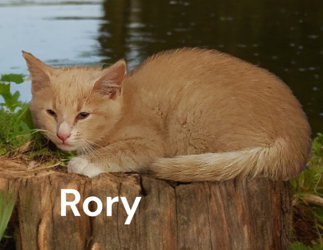 Cats for Adoption in Northampton County, Virginia | Alpha Paw