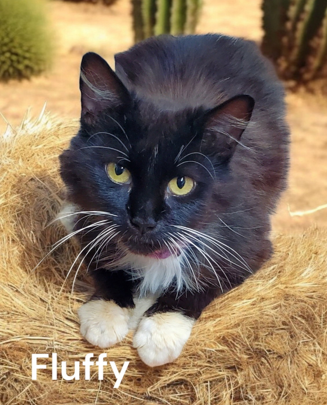 Fluffy's Web Page