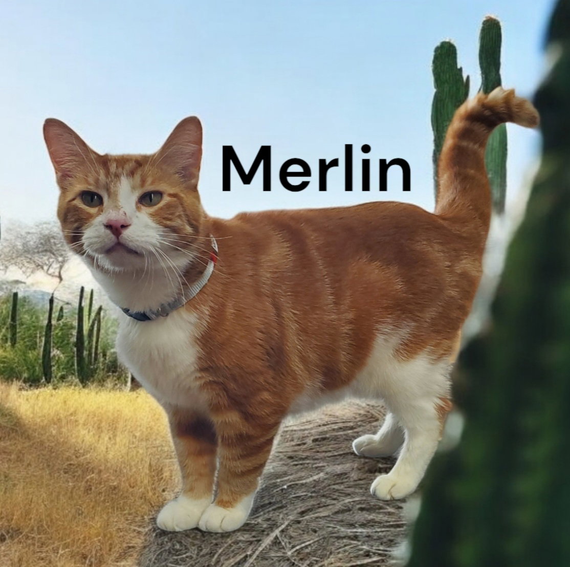 Cat adoption in Weems, VA 22576: Tabby Cat "Merlin"