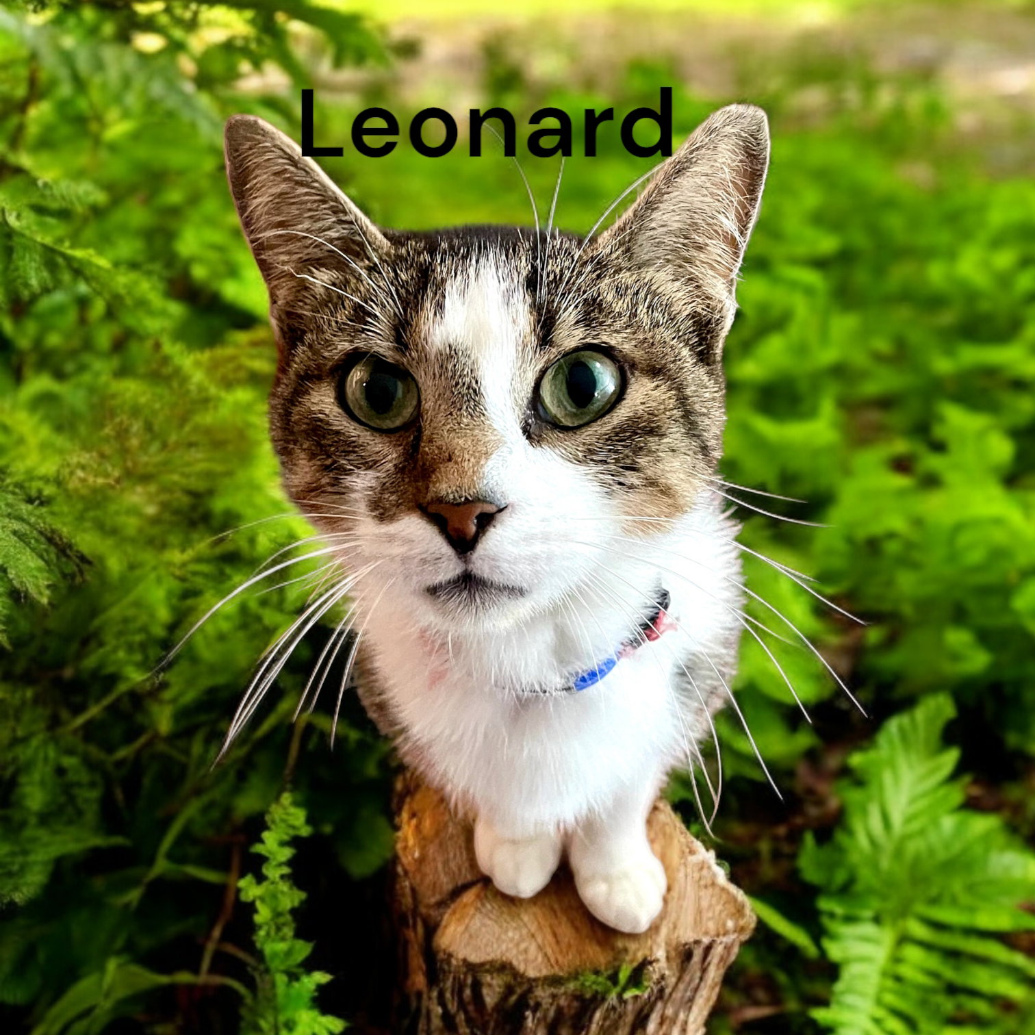 Cat adoption in Weems, VA 22576: Tabby Cat "Leonard"