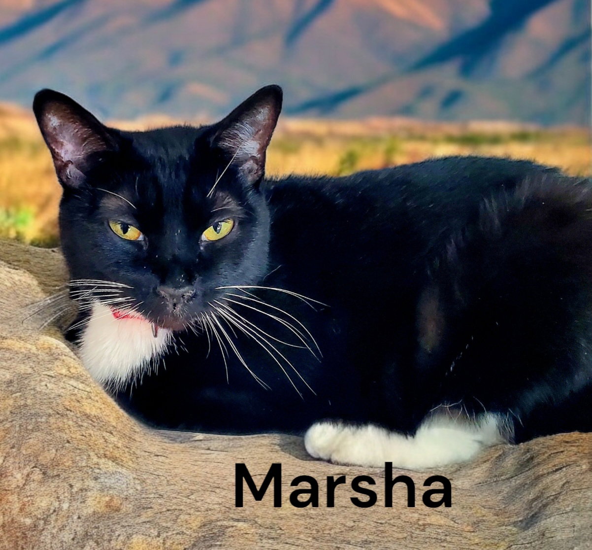 Marsha's Web Page