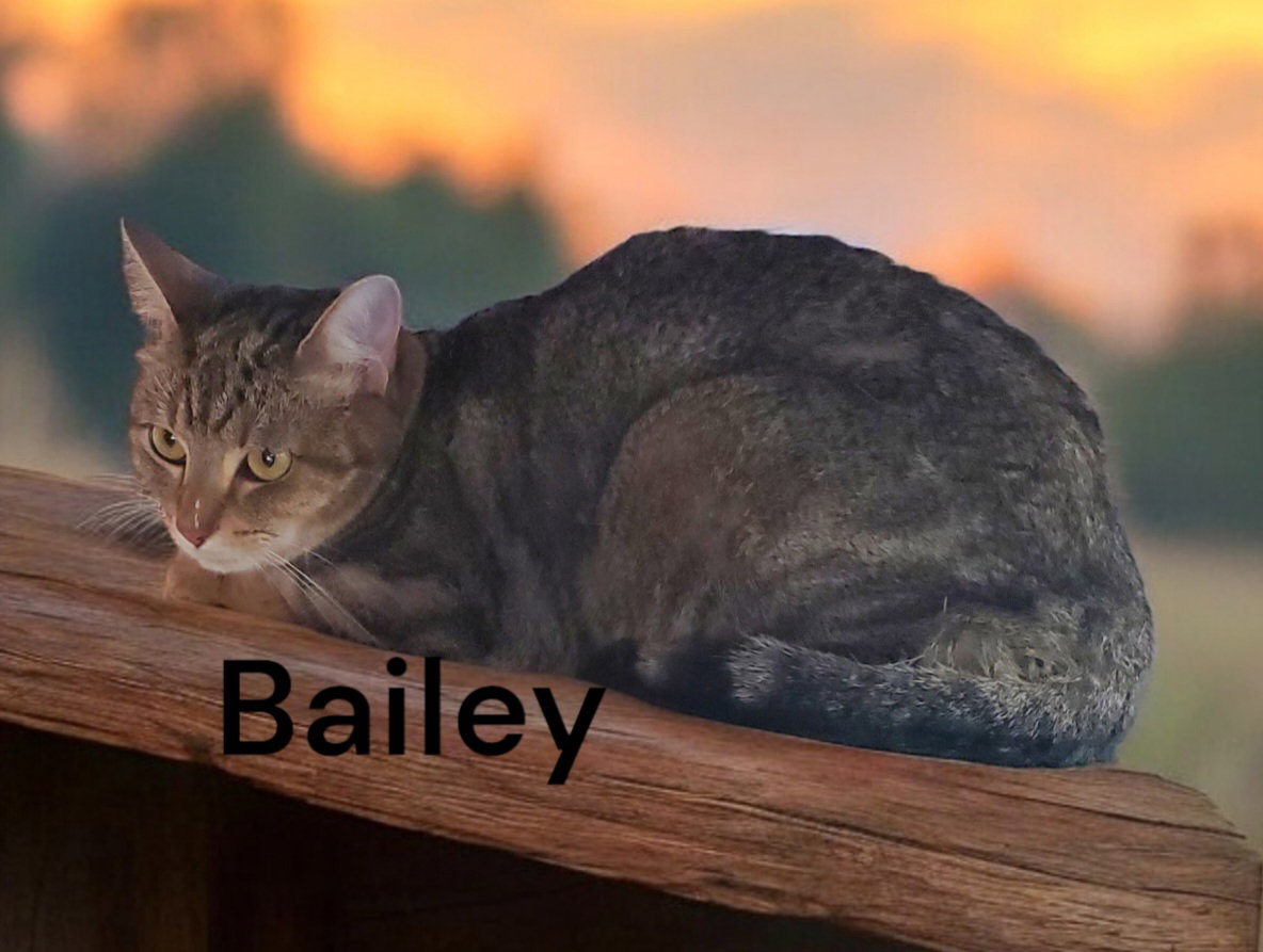 Bailey's Web Page