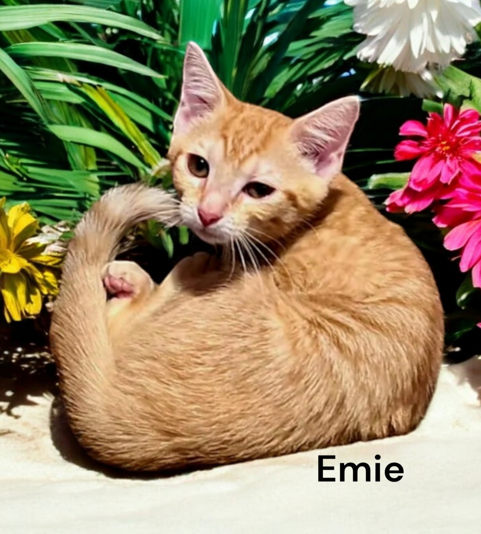 Emie's Web Page