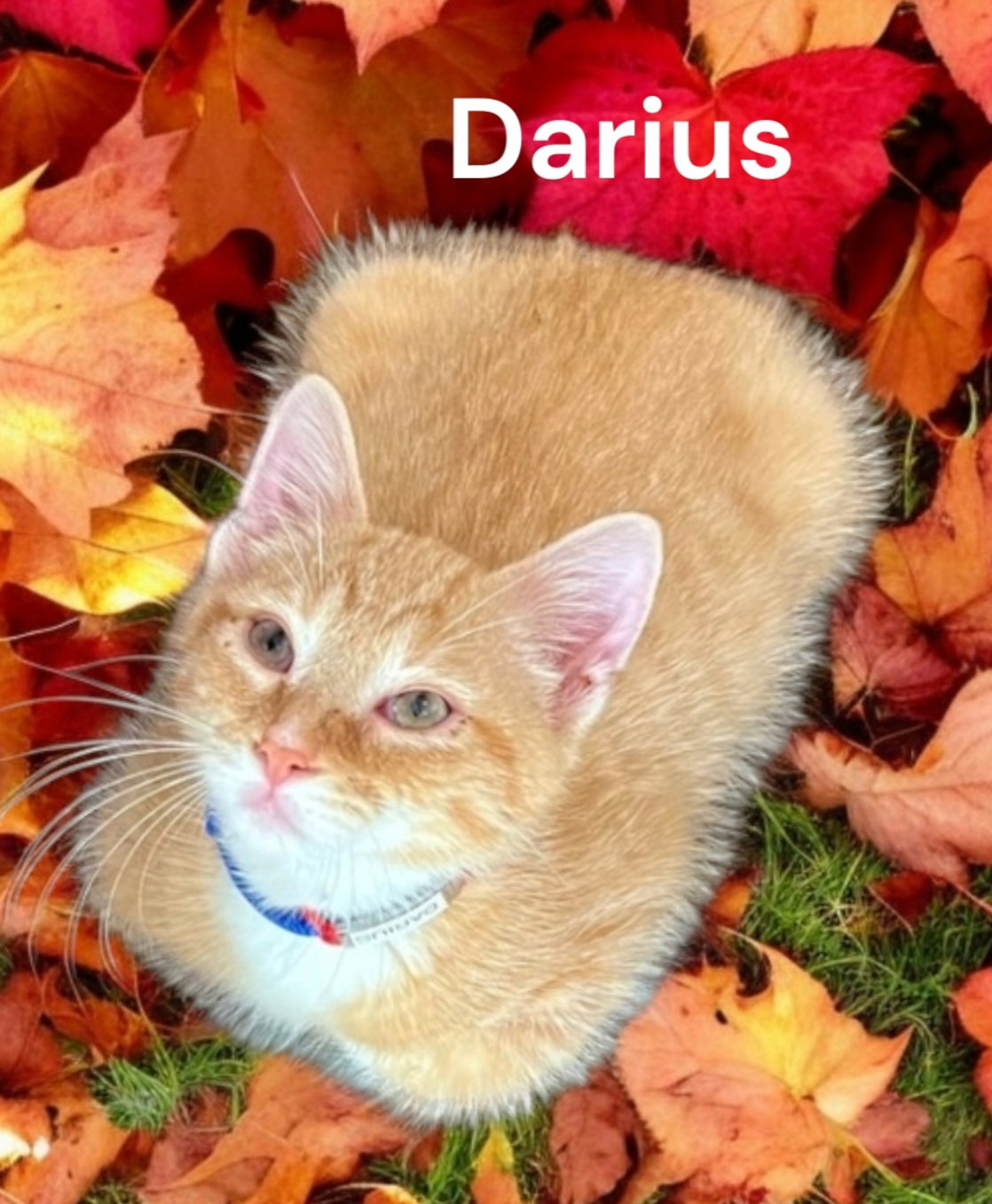 Darius' Web Page