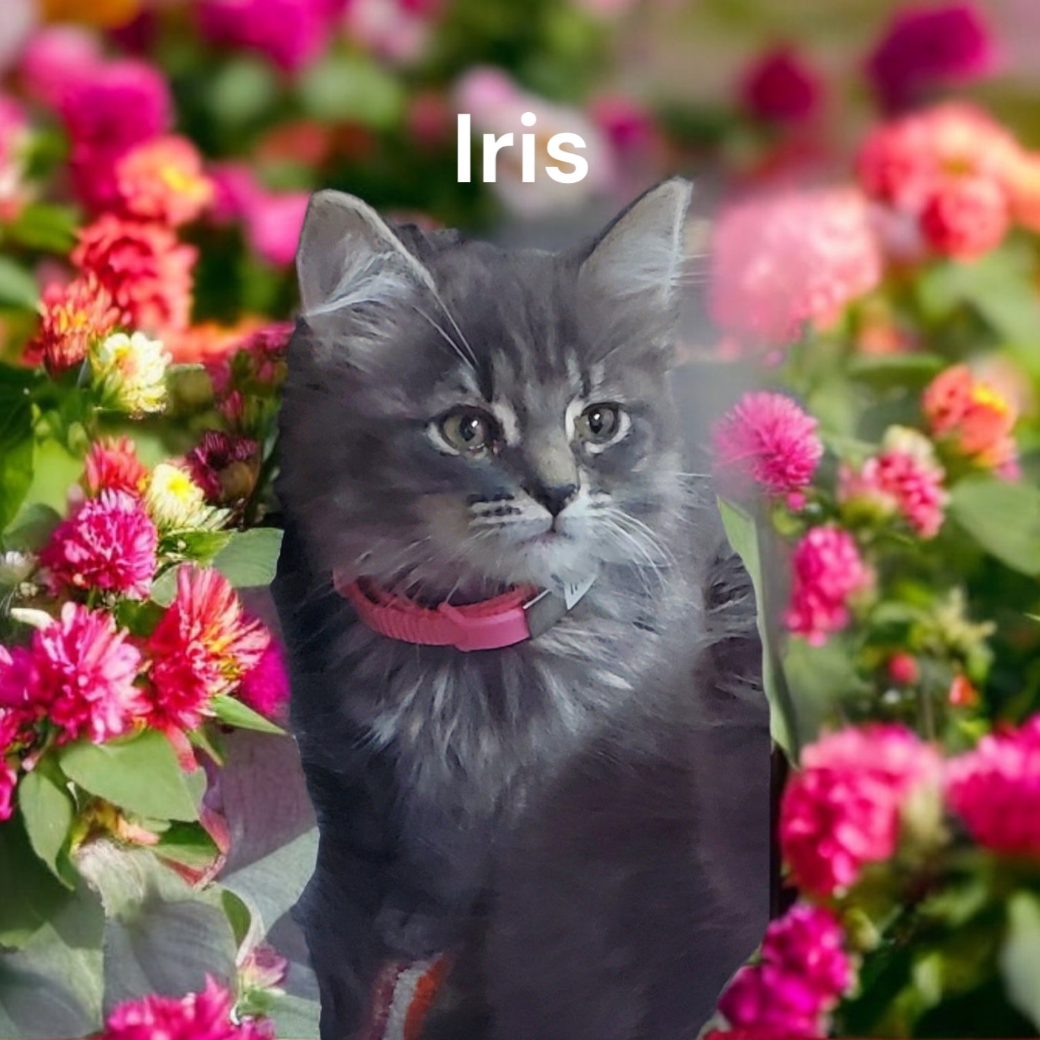 Iris' Web Page