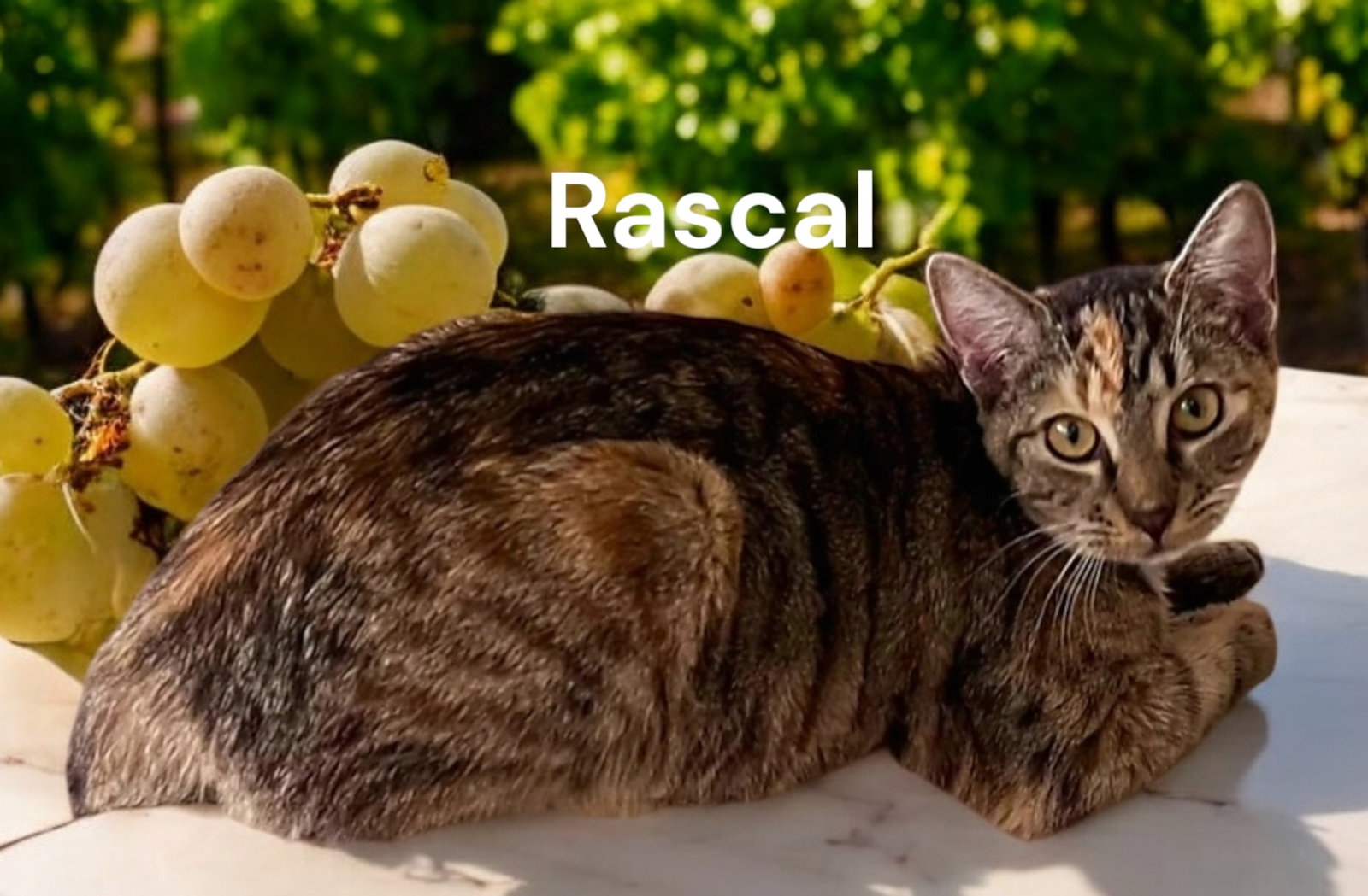 Rascal's Web Page