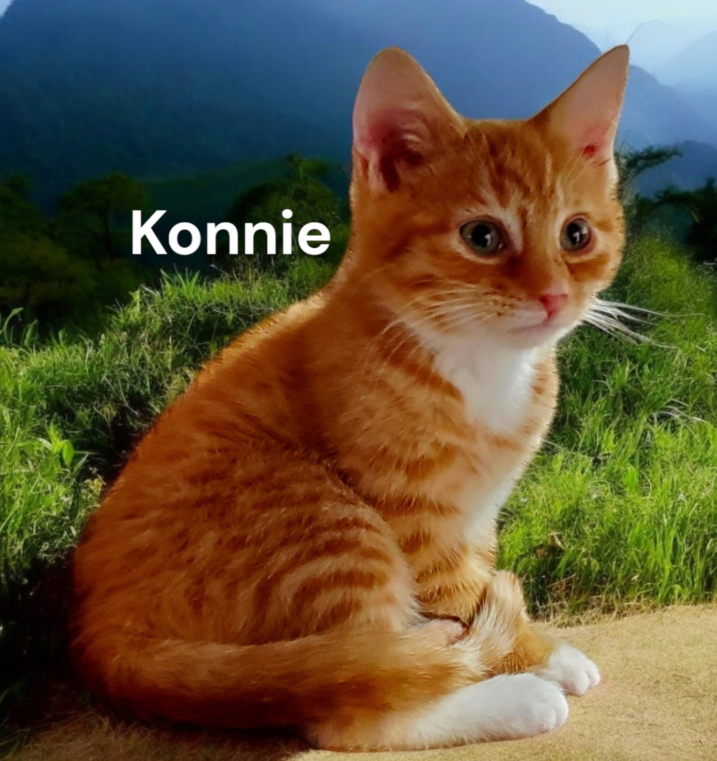 Konnie's Web Page