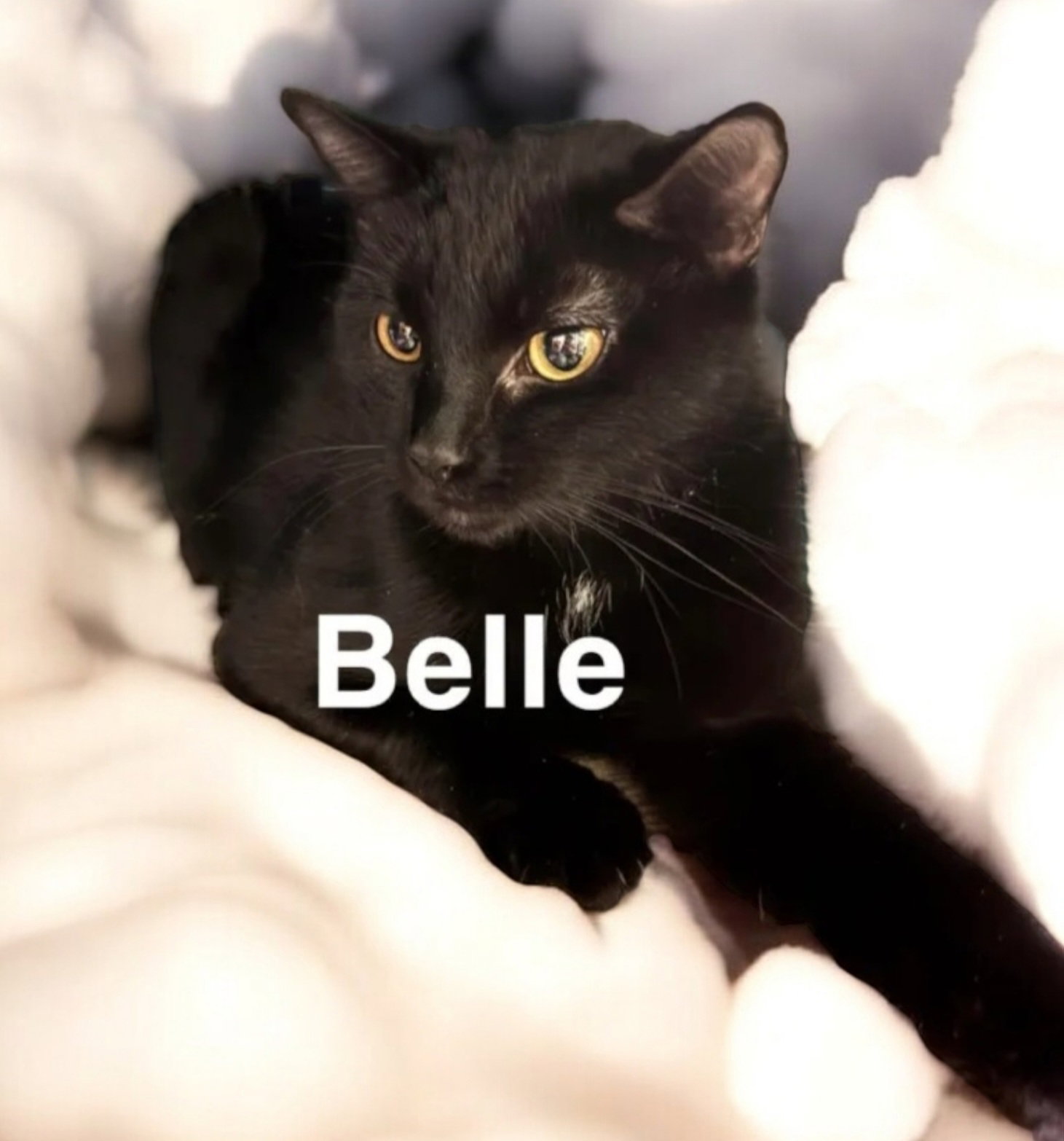 Belle's Web Page