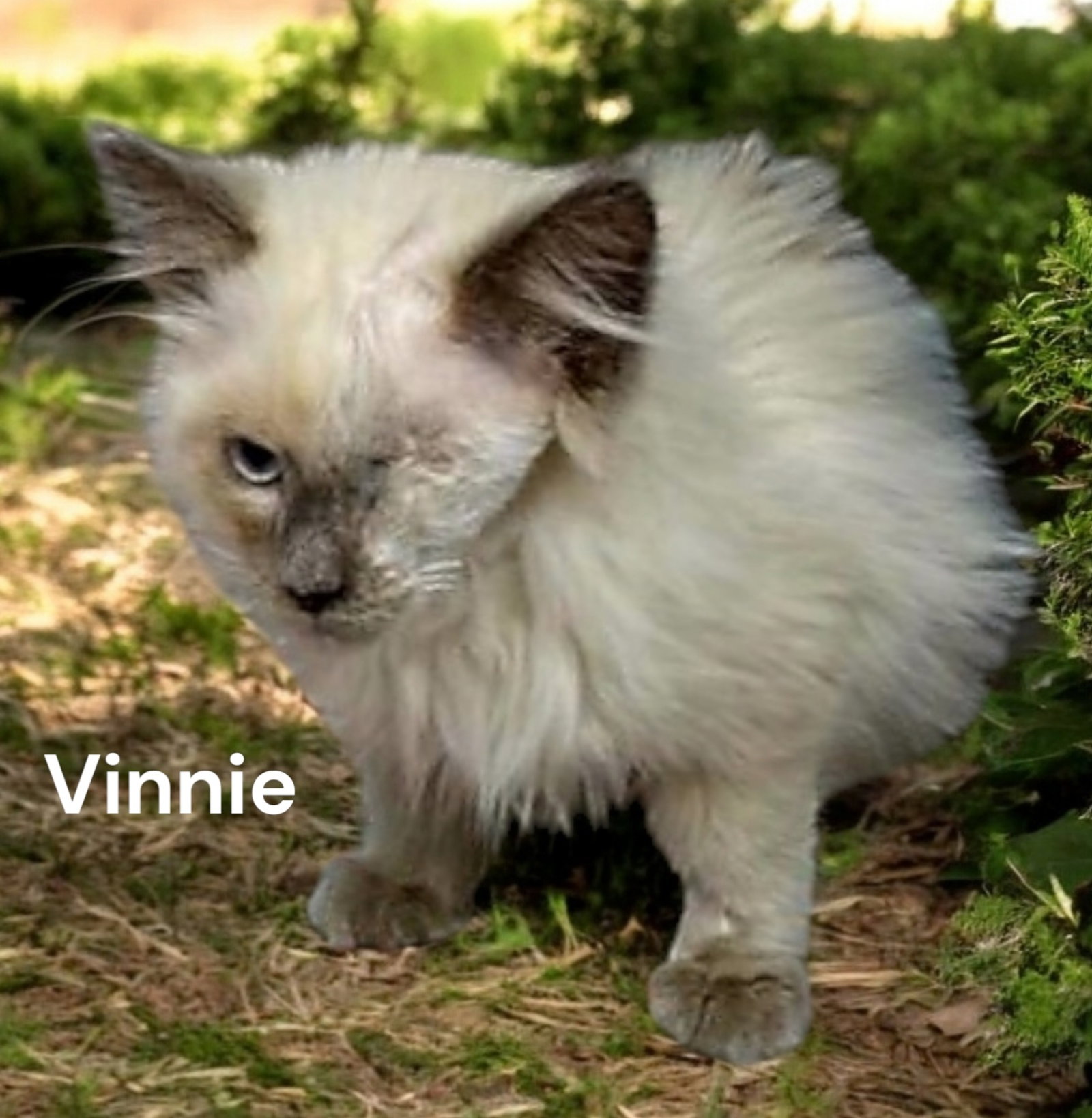 Vinnie's Web Page