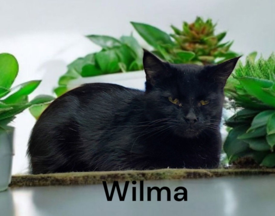 Wilma's Web Page