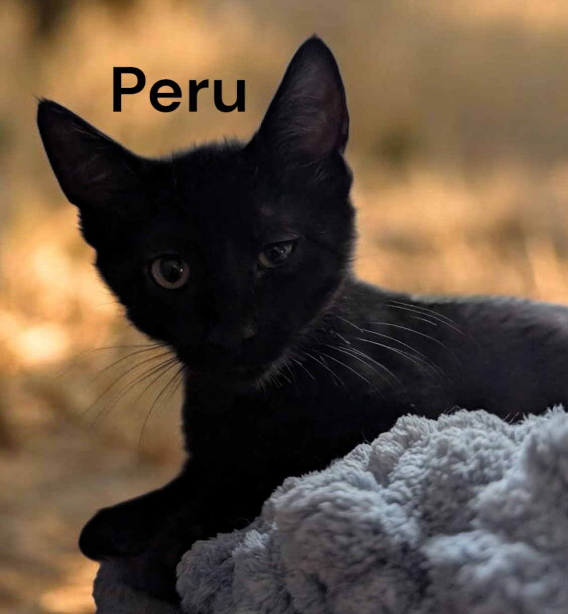 Peru's Web Page