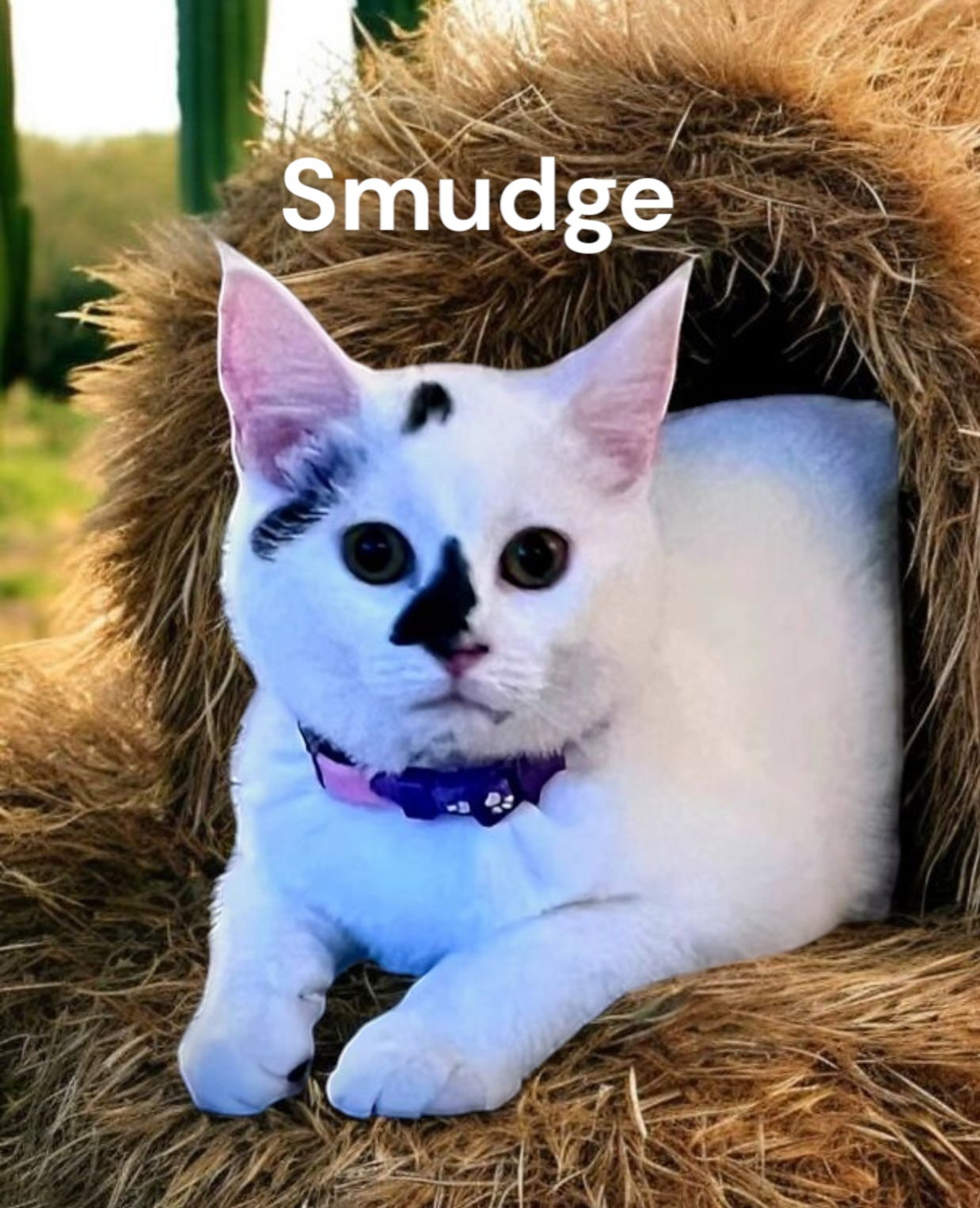 Smudge's Web Page