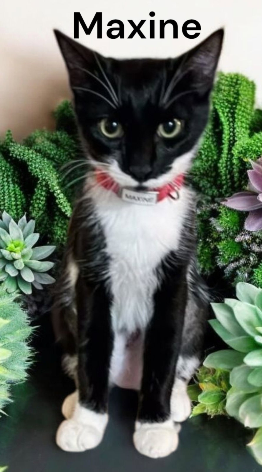 Maxine's Web Page