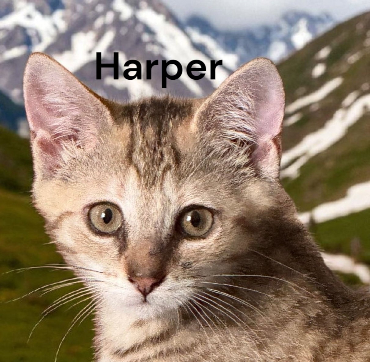 Harper's Web Page