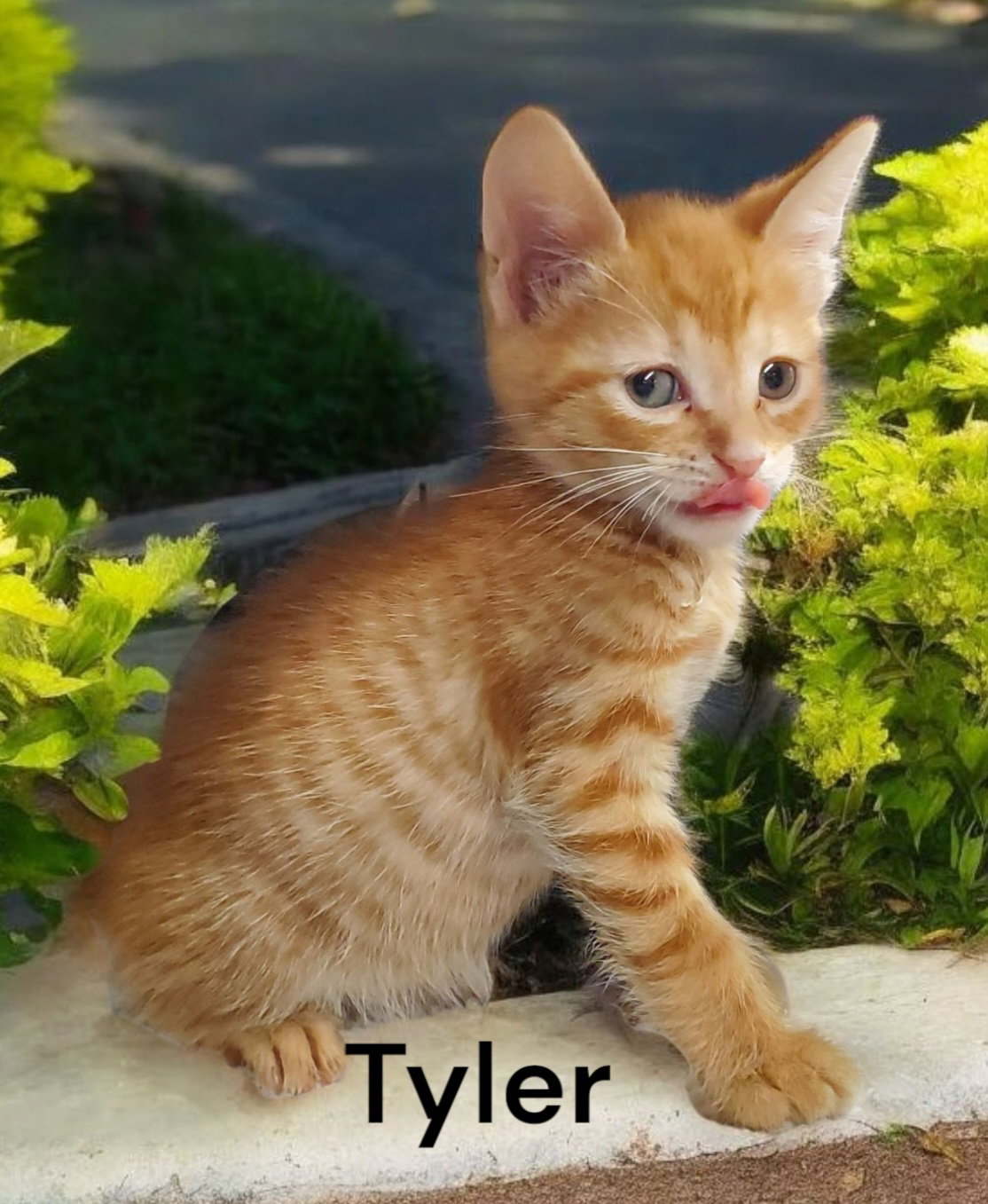 Tyler's Web Page