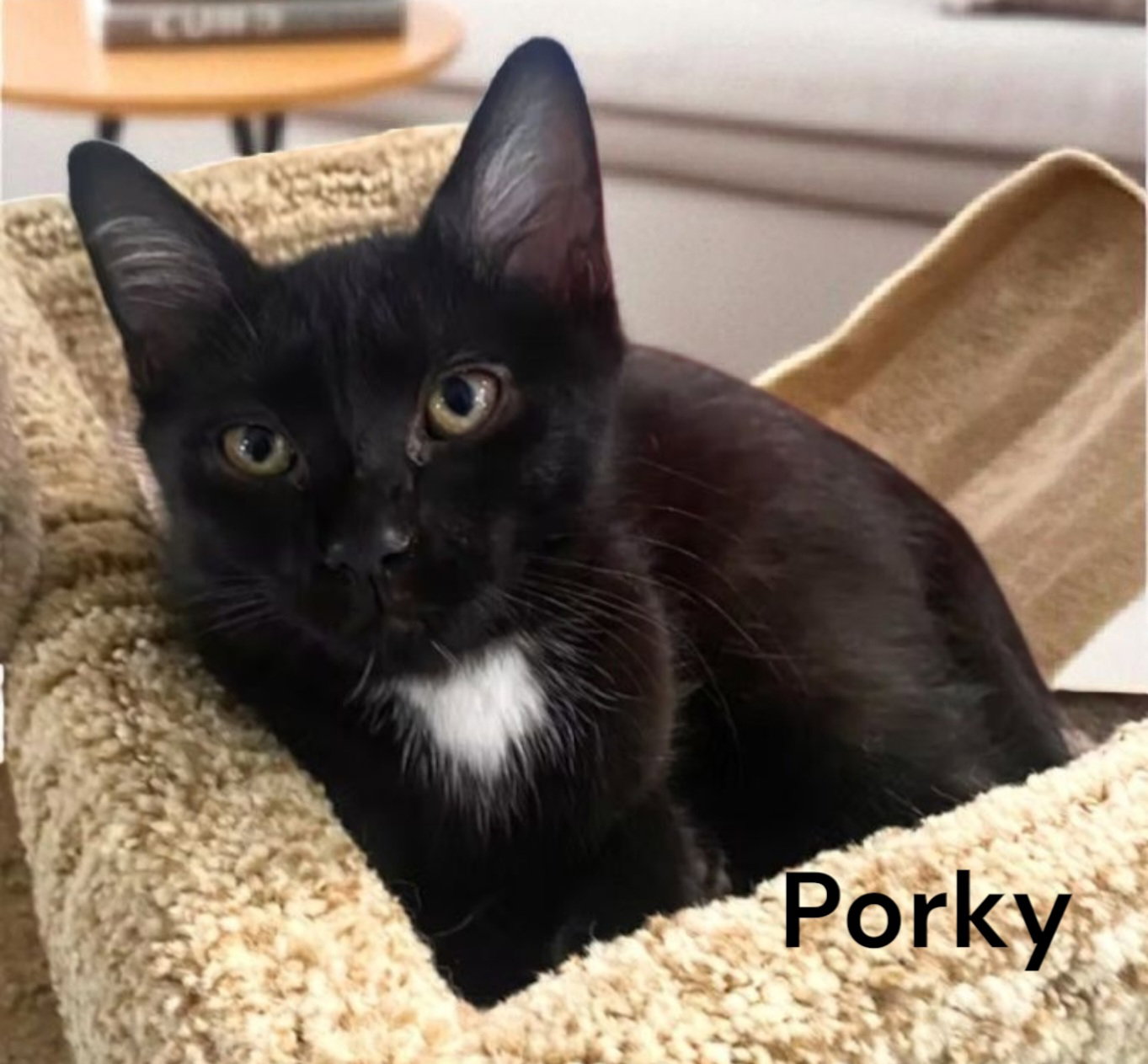 Porky's Web Page