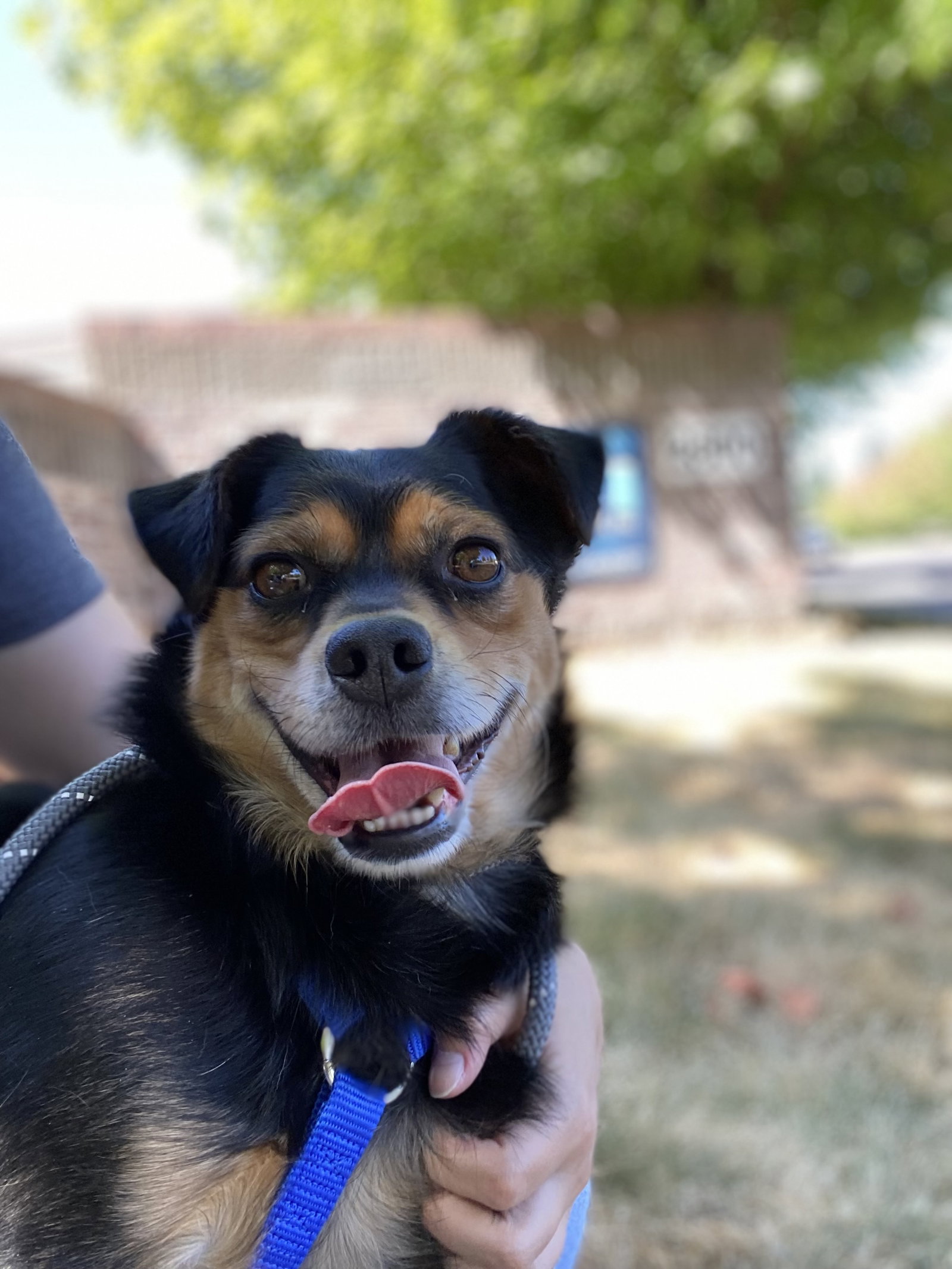 Dog for Adoption - Floyd, a Chihuahua in Redmond, OR | Alpha Paw