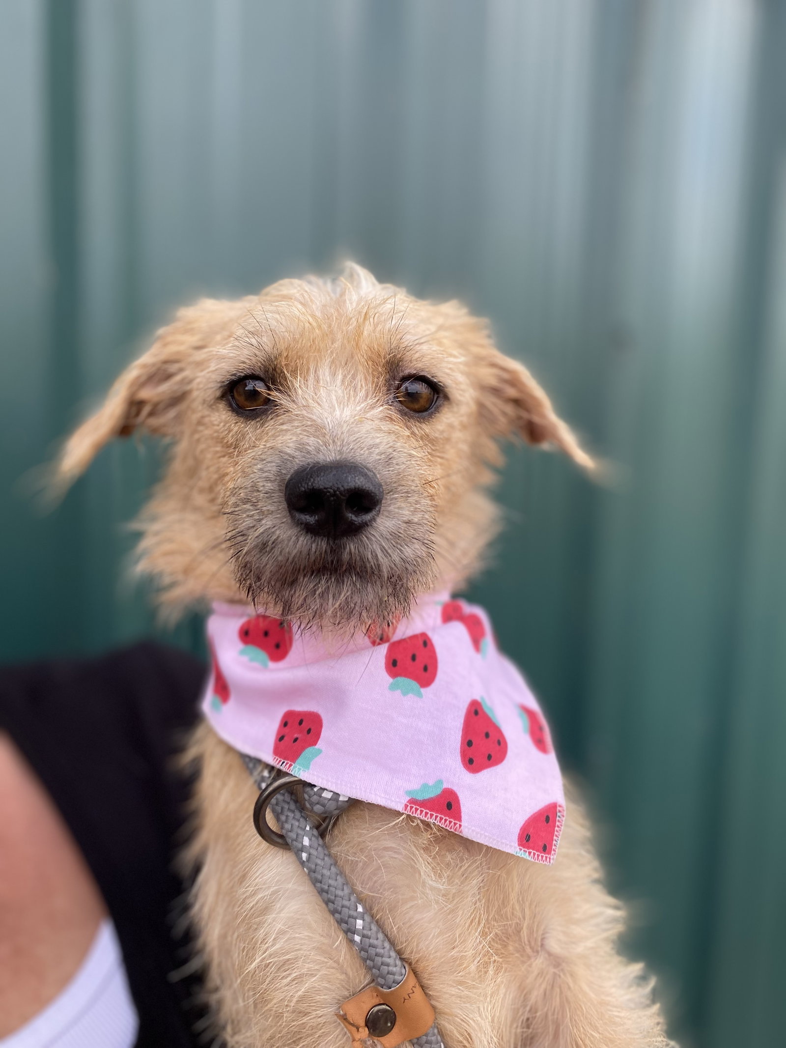 Dog for Adoption - Amber, a Terrier in Portland, OR | Alpha Paw