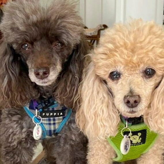 Dog for Adoption - Muffin, a Poodle (Toy) in Tampa, FL | Alpha Paw
