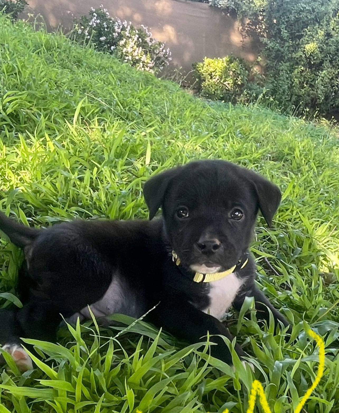 Dog for Adoption - Rod, a Labrador Retriever in Rainbow, CA | Alpha Paw