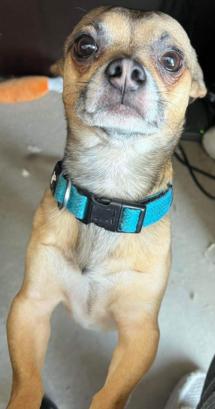 Dog for Adoption - Beaner, a Chihuahua in New Prague, MN | Alpha Paw