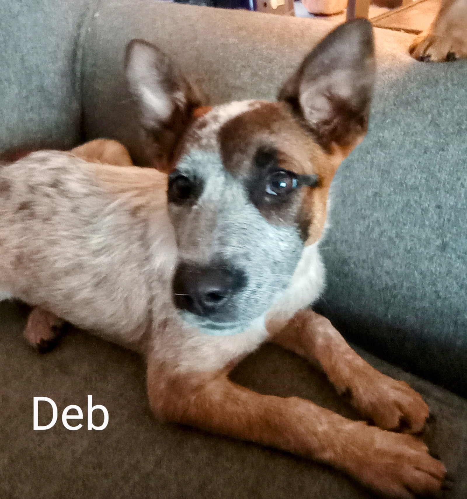 Dog for Adoption - Deb, a Australian Cattle Dog/Blue Heeler in Edina ...