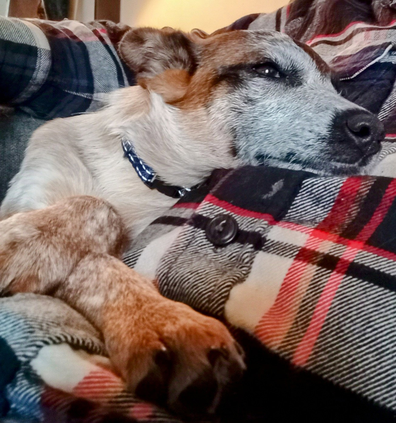 Dog for Adoption - Deb, a Australian Cattle Dog/Blue Heeler in Edina ...