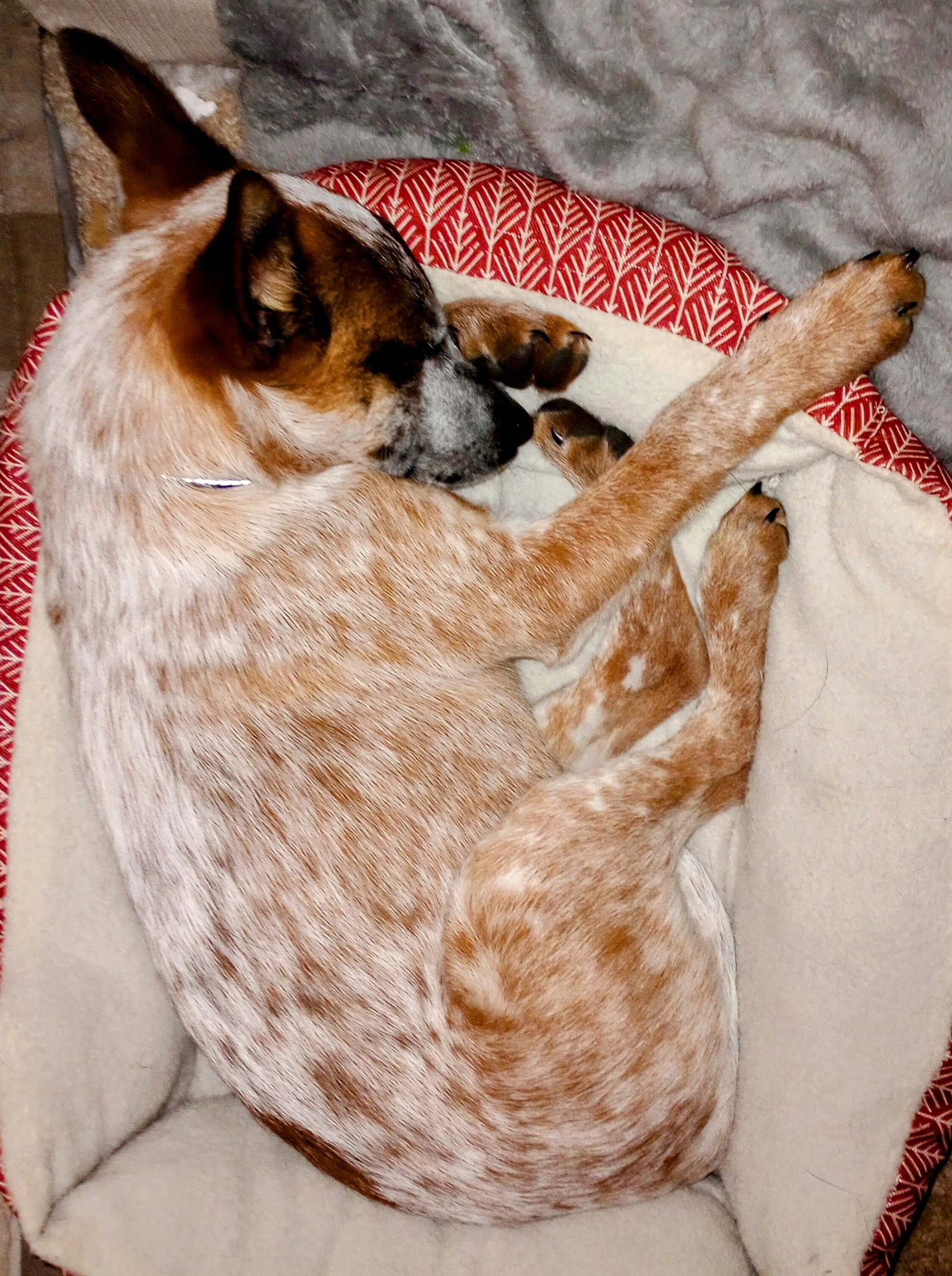 Dog for Adoption - Deb, a Australian Cattle Dog/Blue Heeler in Edina ...