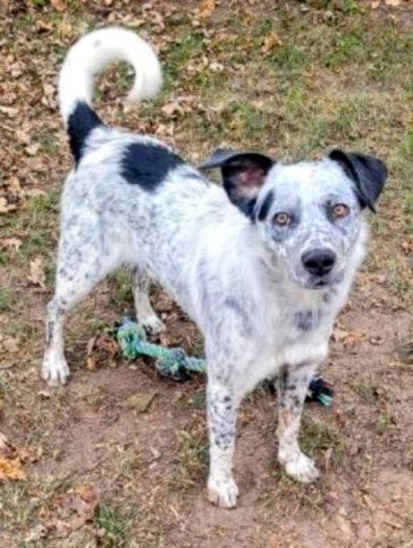 Dog for Adoption - Dottie, a Australian Cattle Dog/Blue Heeler in ...